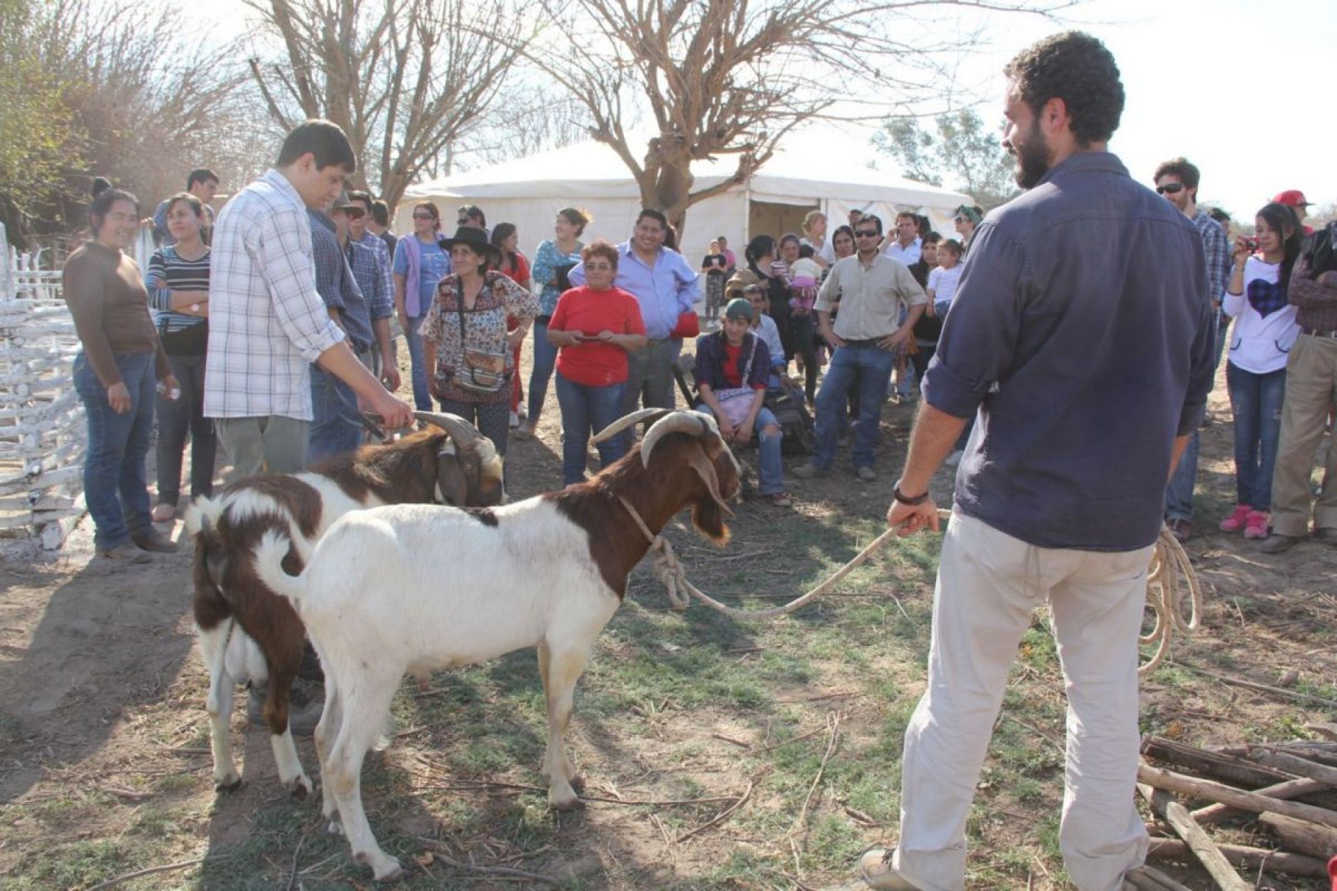 Las cabras, un símbolo de la vida del campo santiagueño | Nuevo Diario Web