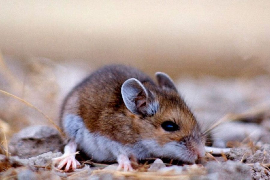 Dónde vive el ratón colilargo, que transmite las distintas cepas del ...