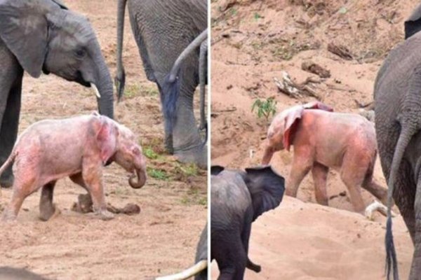 Hallaron a un elefante color rosa en Sudáfrica que dejó en shock a ...