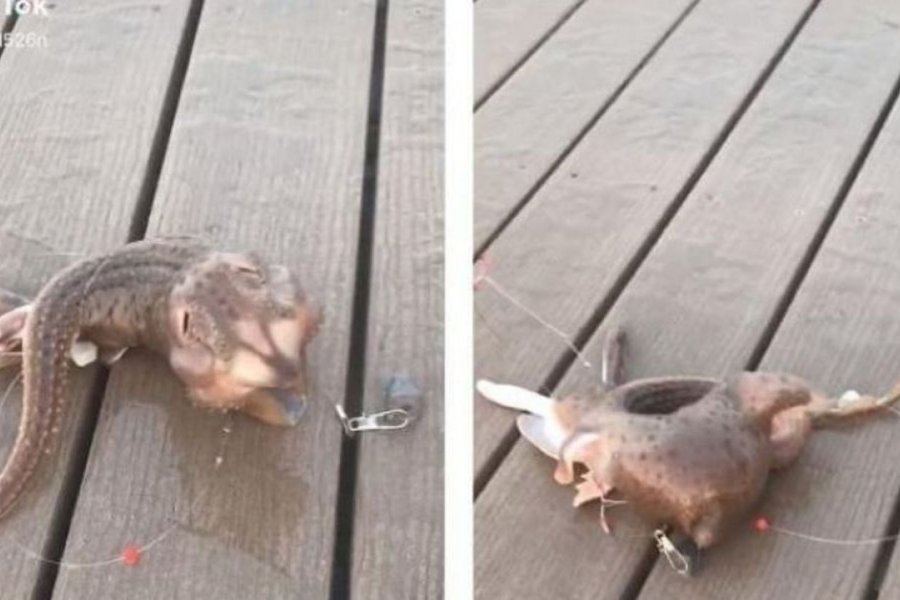 VIRAL: Apareció un extraño e inexplicable pez, nadie sabe que es pero ...