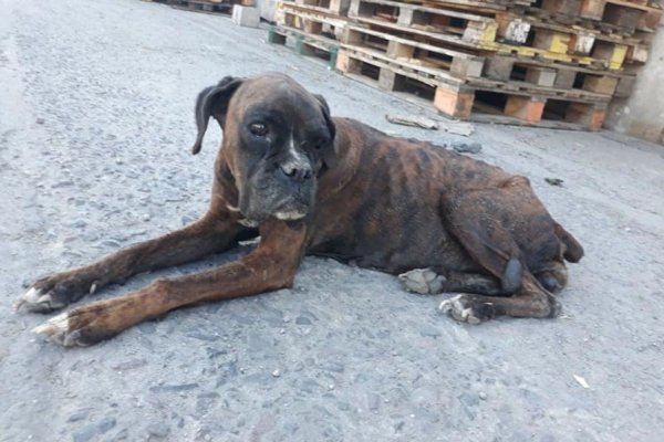 Esta perrita Bóxer se encontraría lastimada y extraviada | Nuevo Diario Web