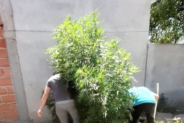 A Causa De Dos Infractores Hallaron Una Planta De Marihuana De Dos