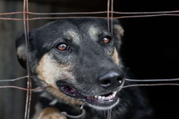 El ???perro sospechoso???: participó de una requisa policial y ...