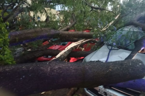 Quedó atrapado al caer un árbol sobre su rodado | Nuevo Diario Web