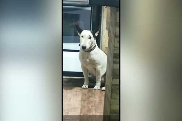 Desesperada búsqueda de una Bull Terrier en el barrio General Paz ...