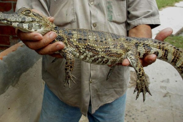 Liberaron a más de 200 yacarés que permitirán la próxima cosecha de ...