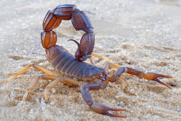 Cómo cuidarse ante la aparición de insectos venenosos en el hogar ...