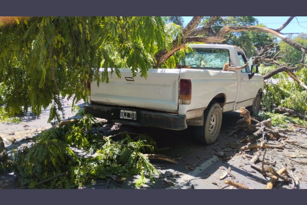 un vehiculo queedó atrapado por la caida de un arbol | Nuevo Diario Web un vehiculo queedó atrapado por la caida de un arbol | Nuevo Diario Web