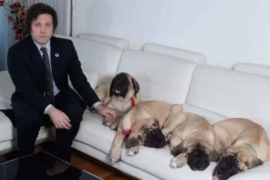 "¿Javier Milei ve cuatro o cinco perros?": la pregunta que hizo enojar ...