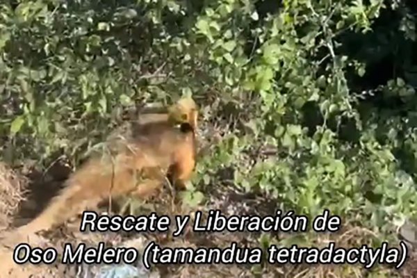 Un oso melero fue rescatado y liberado en su hábitat natural | Nuevo ...