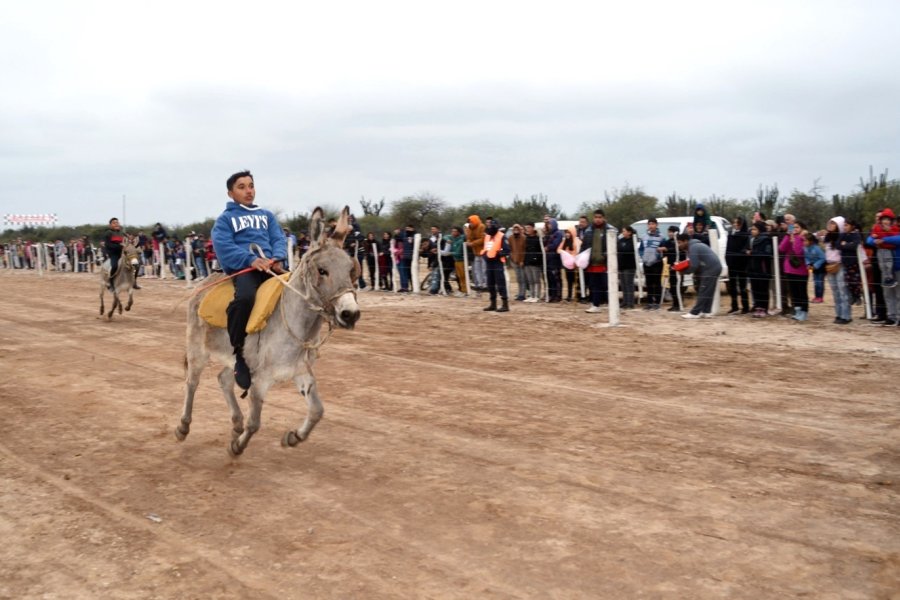Vaca Human: Se corrió el tradicional rally de burros ante una multitud ...