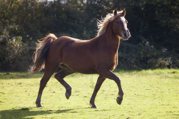 Un caballo desbocado provocó un accidente a una mujer y debió ser ...