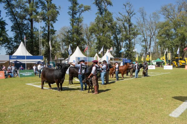 Inició la Expo Bra 2024, donde destacó la genética de la ganadería regional | Nuevo Diario Web