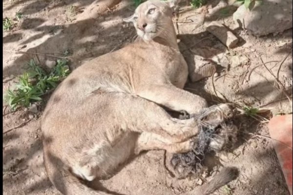 Salvaron la vida a un puma y lo liberaron en su hábitat [VIDEO] | Nuevo ...
