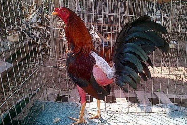 En plena discusión por un gallo de riña, un sujeto sacó un arma y le ...