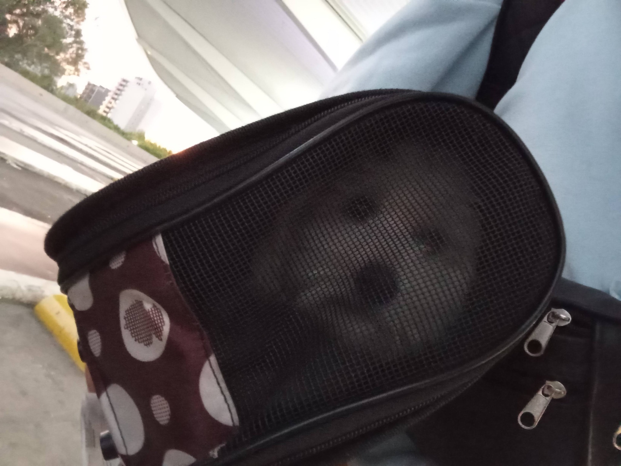 Joven denuncia que empresa de ómnibus no permitió viajar con su perrita ...